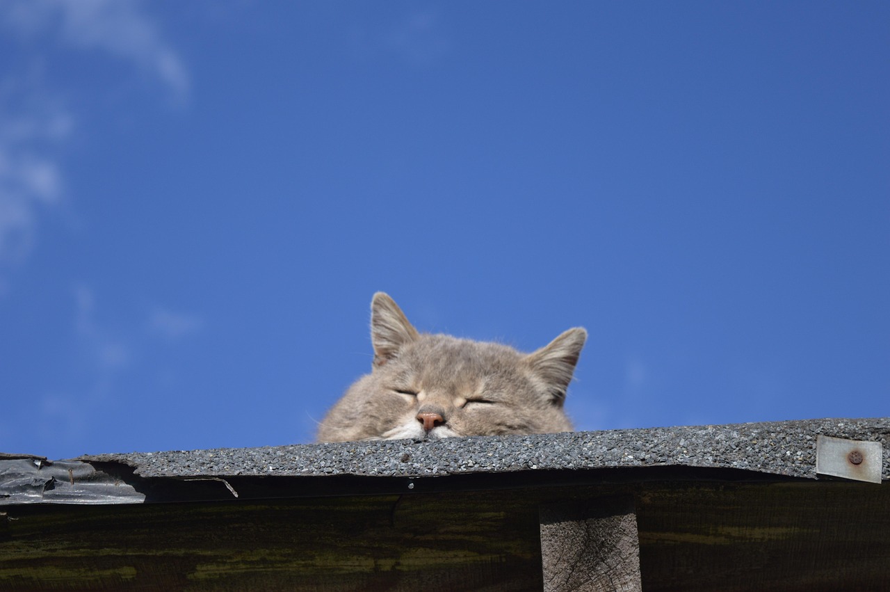 Cat Sky Feline - Free photo on Pixabay - Pixabay