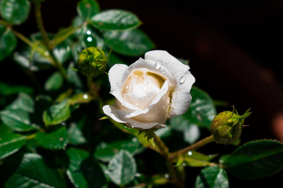 Rose Blanche Fleur De - Photo gratuite sur Pixabay - Pixabay