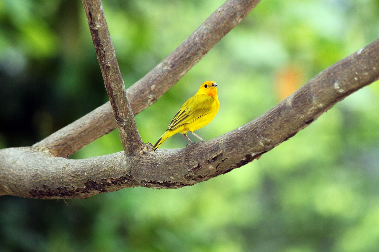 Canary Bird Perched - Free photo on Pixabay