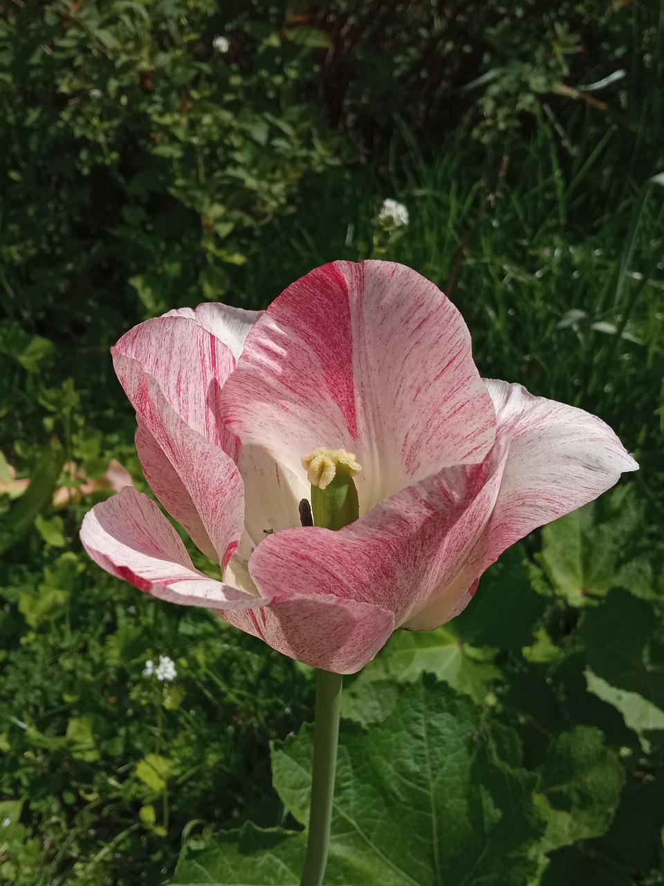 Tulipan Flores Flor - Foto gratis en Pixabay - Pixabay
