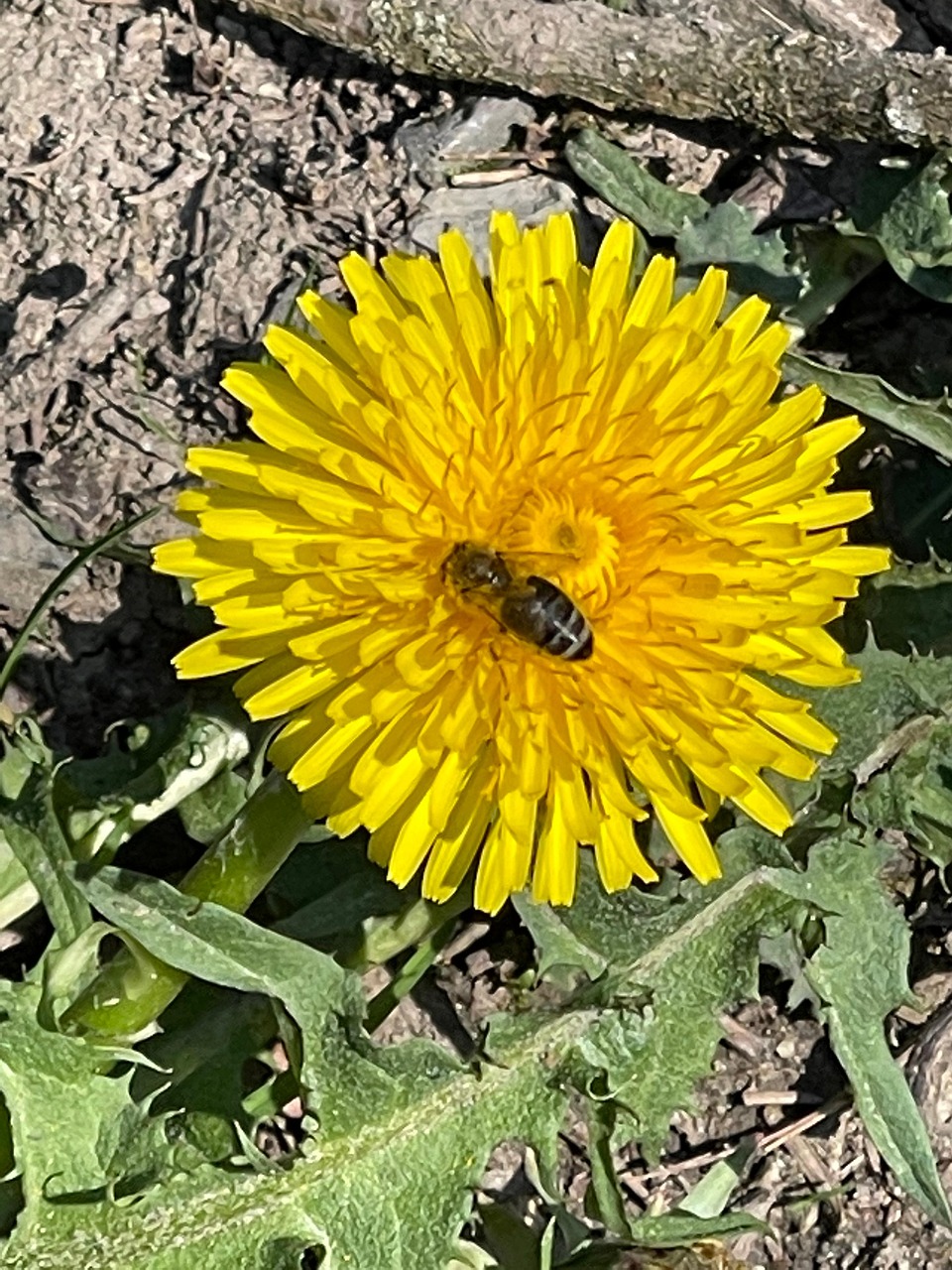 Dandelion Nature Flower - Free photo on Pixabay - Pixabay