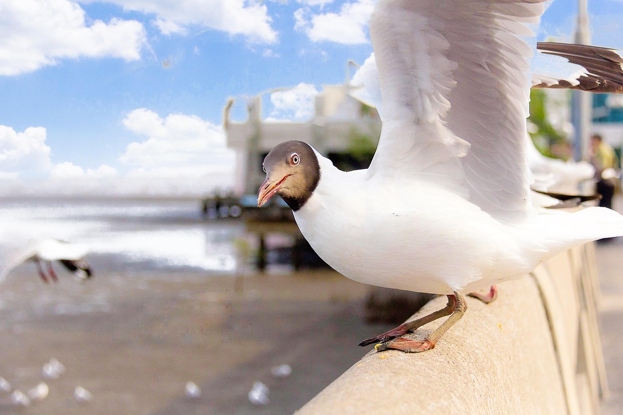 Mouette Oiseau Animal Oiseaux De - Photo gratuite sur Pixabay - Pixabay