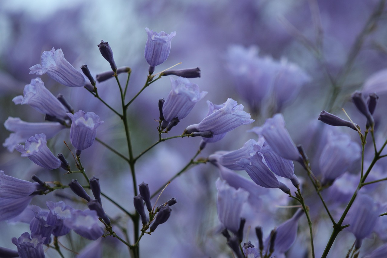 Fleurs Fleurir Bloom Le - Photo gratuite sur Pixabay - Pixabay