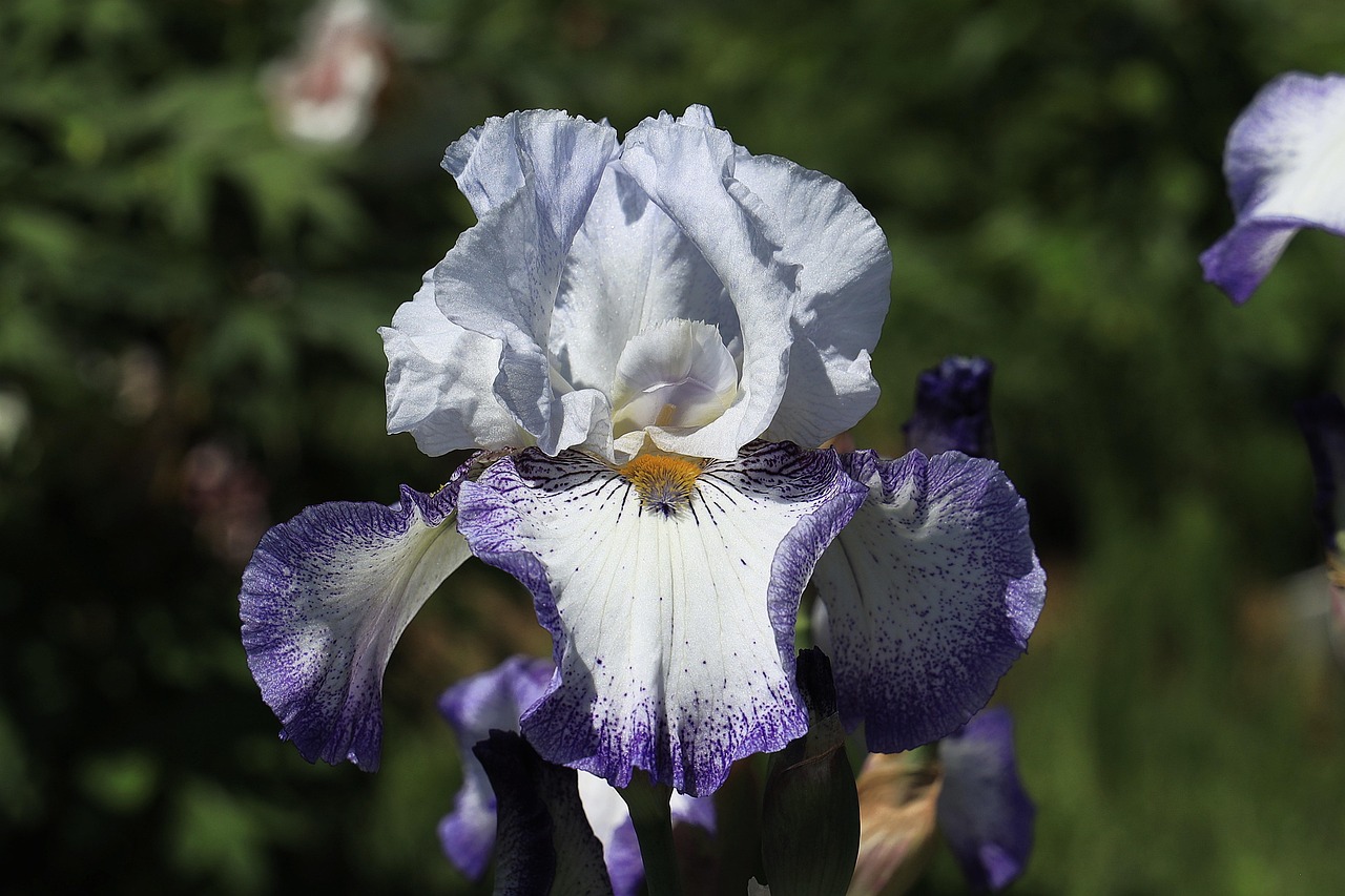 Iris Fleur Jardin - Photo gratuite sur Pixabay - Pixabay