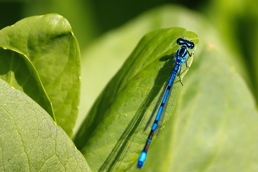 Dragonfly Macro Insect - Free photo on Pixabay