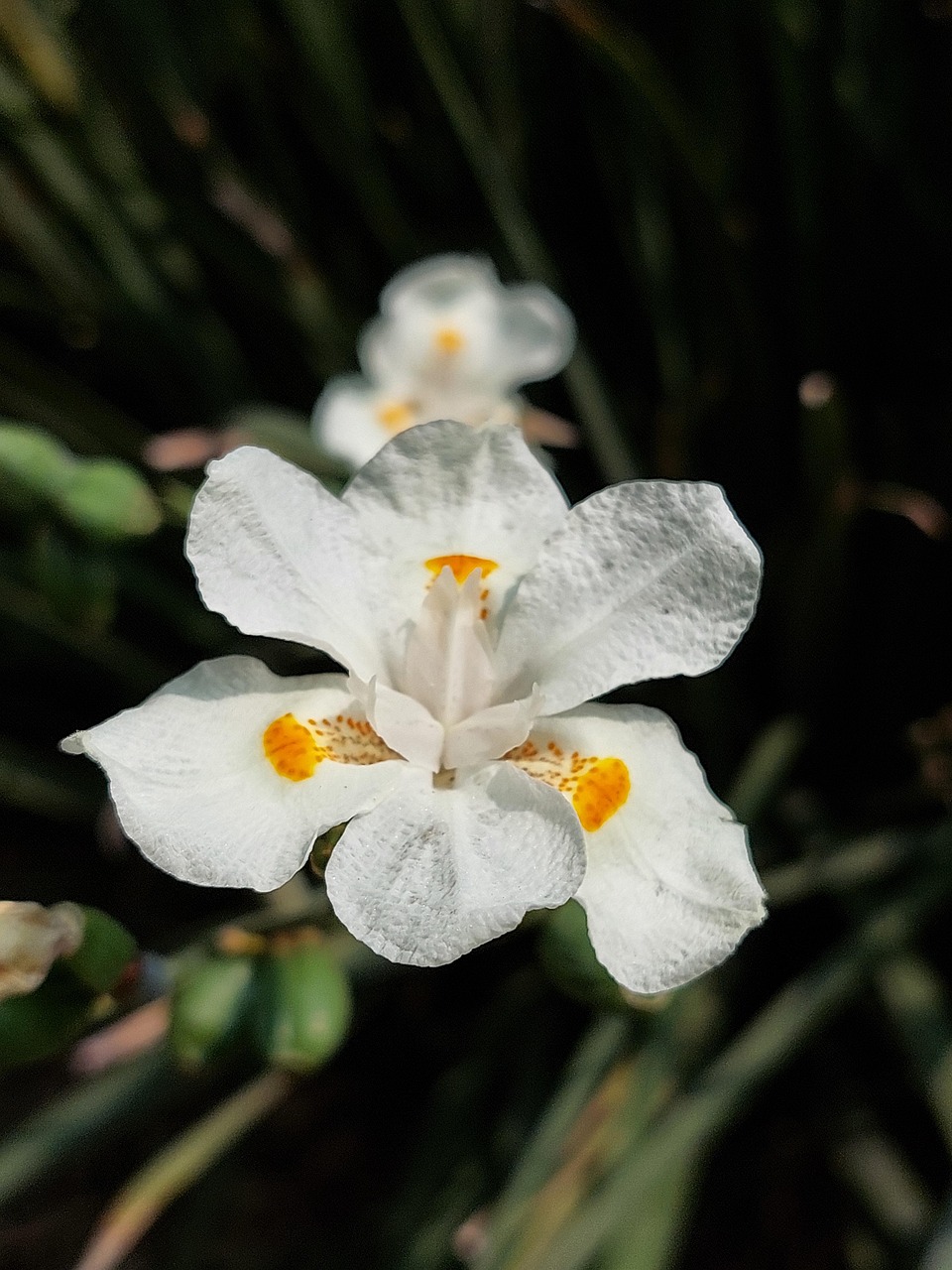 Flower Fortnight Lily Botany - Free photo on Pixabay