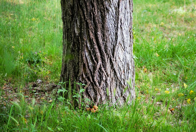 Tronc Arbre Nature - Photo gratuite sur Pixabay - Pixabay