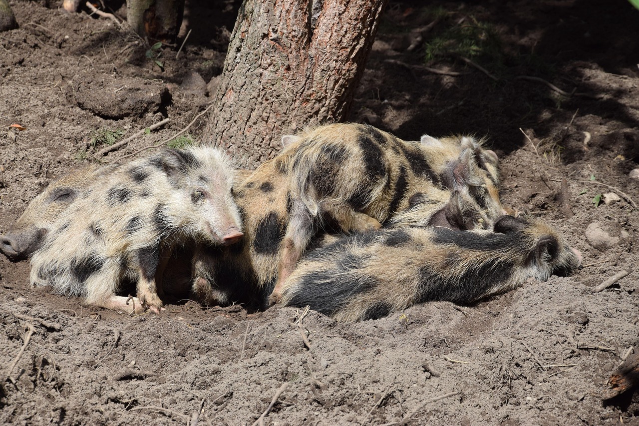 Les Sangliers Cochons Forêt - Photo gratuite sur Pixabay - Pixabay
