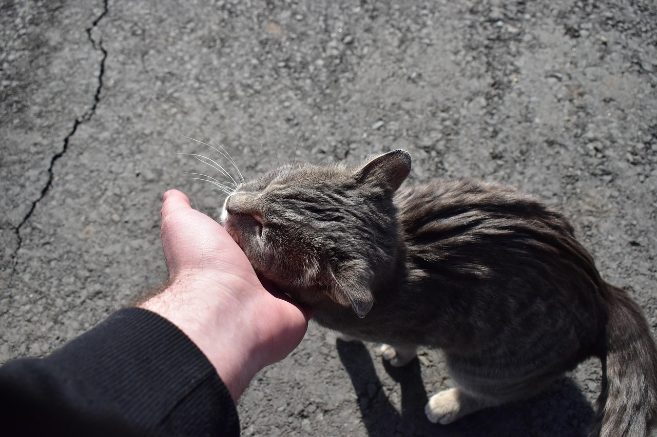 Gato Gatito Mano - Foto gratis en Pixabay - Pixabay