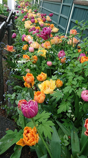 Tulips Spring Flowers Orange - Free photo on Pixabay - Pixabay