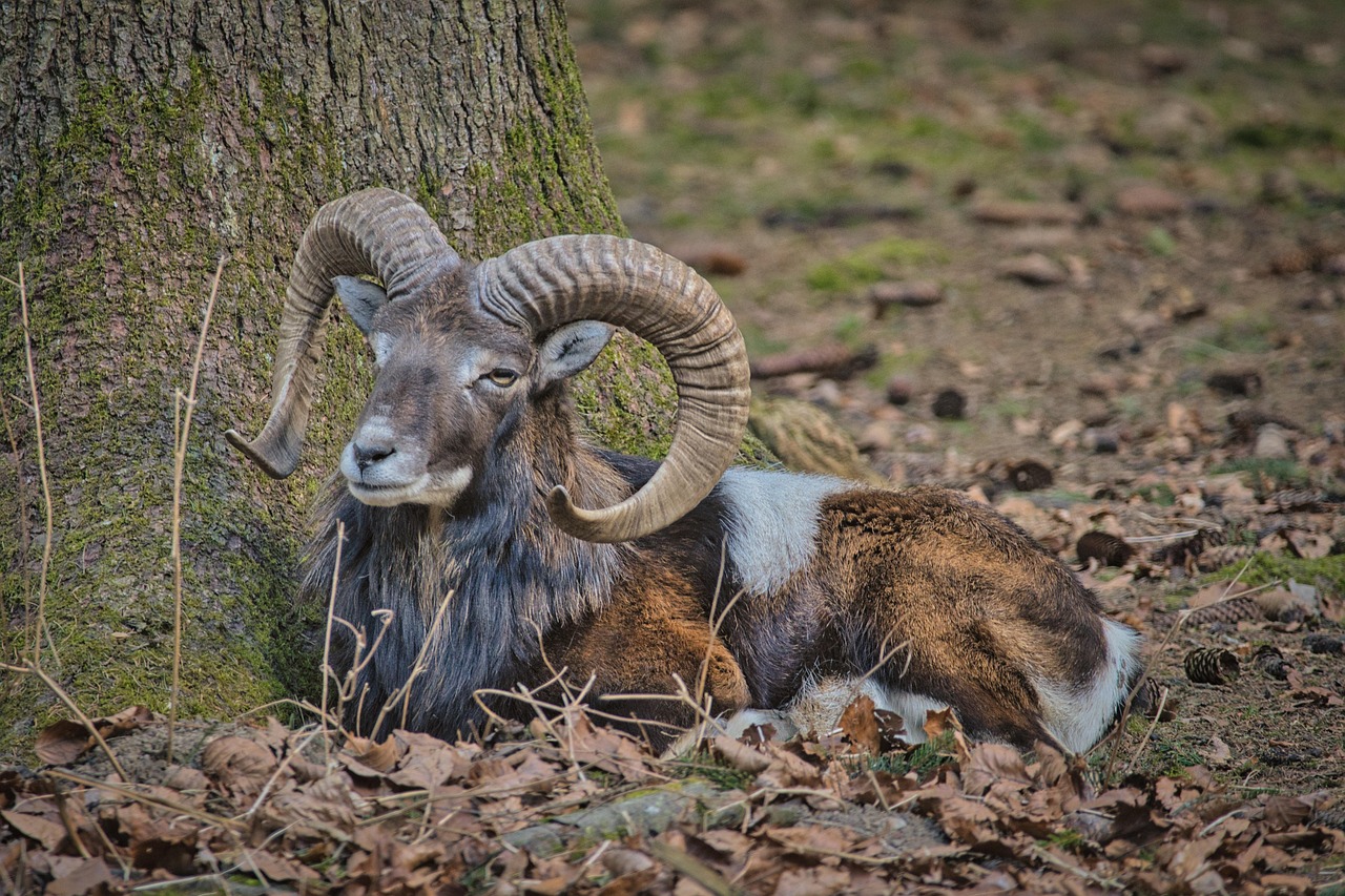 Mouflon Bélier Mouton Sauvage - Photo gratuite sur Pixabay - Pixabay