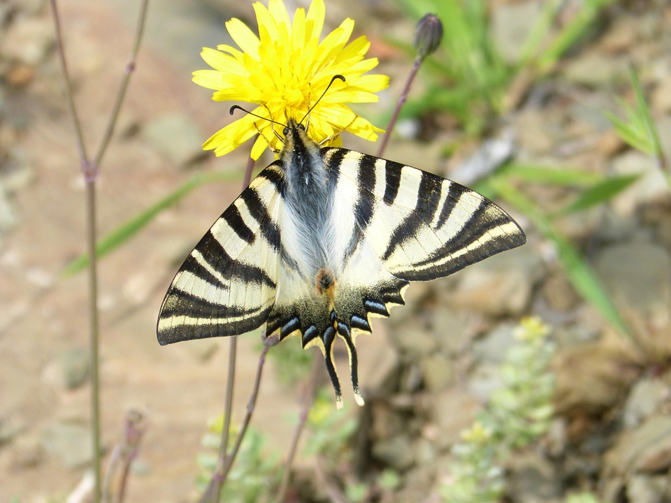 Polidario Flower Dandelion - Free photo on Pixabay