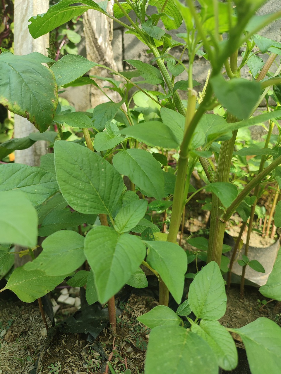 Vegetables Natural Garden - Free photo on Pixabay - Pixabay