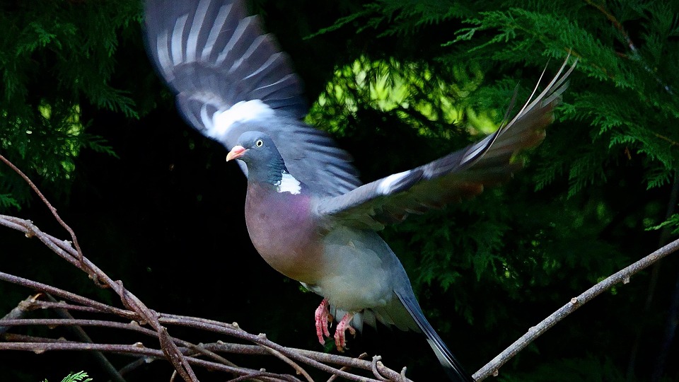 Pigeon Ramier Oiseau Animal - Photo gratuite sur Pixabay