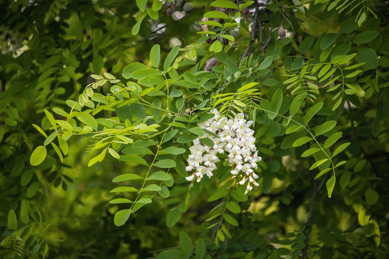Akazienblüte Akazienbaum - Kostenloses Foto auf Pixabay - Pixabay
