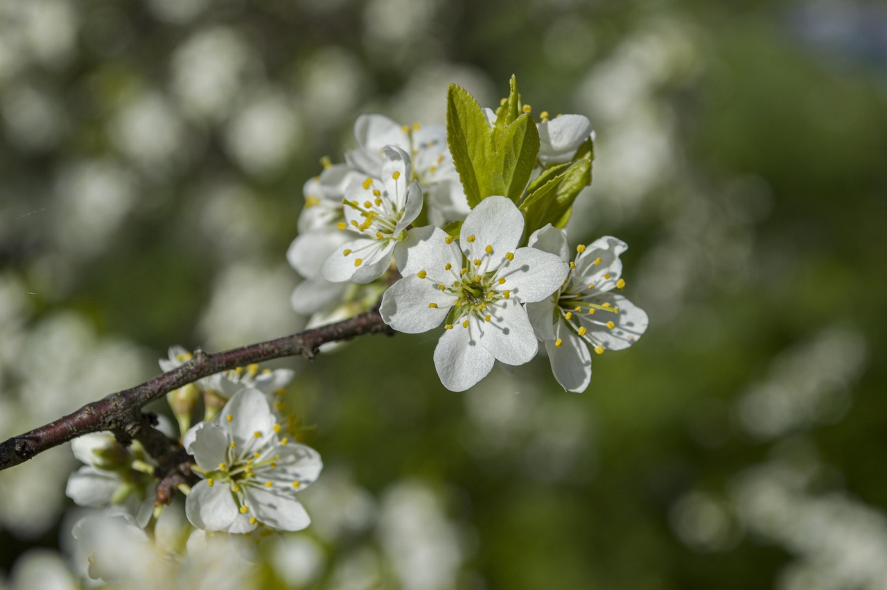 Fleur Pétales Le Printemps - Photo gratuite sur Pixabay - Pixabay