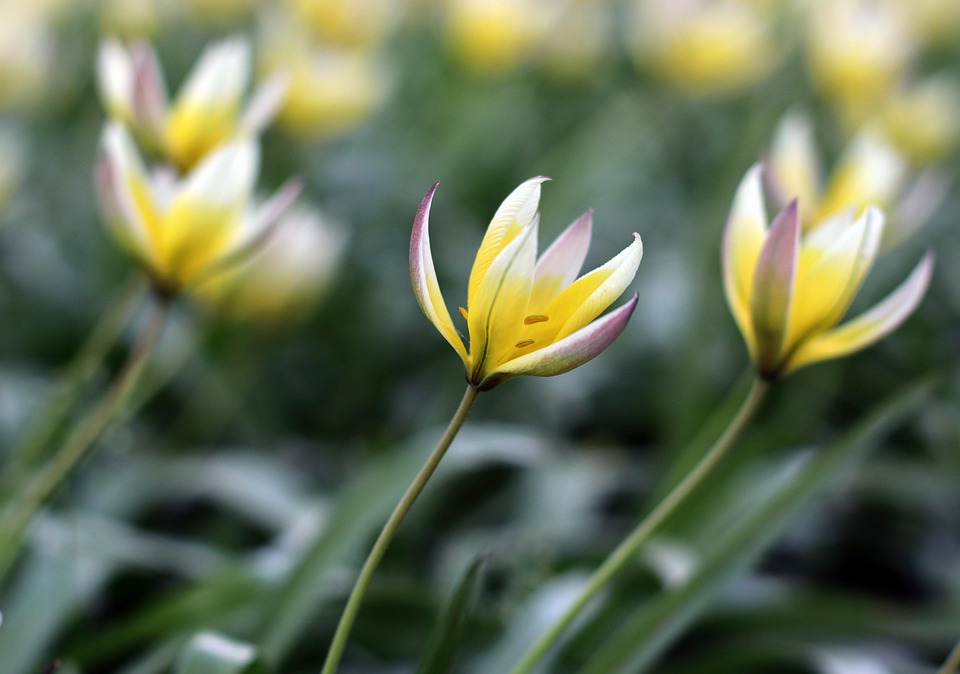 Nature Flower Blossom - Free photo on Pixabay