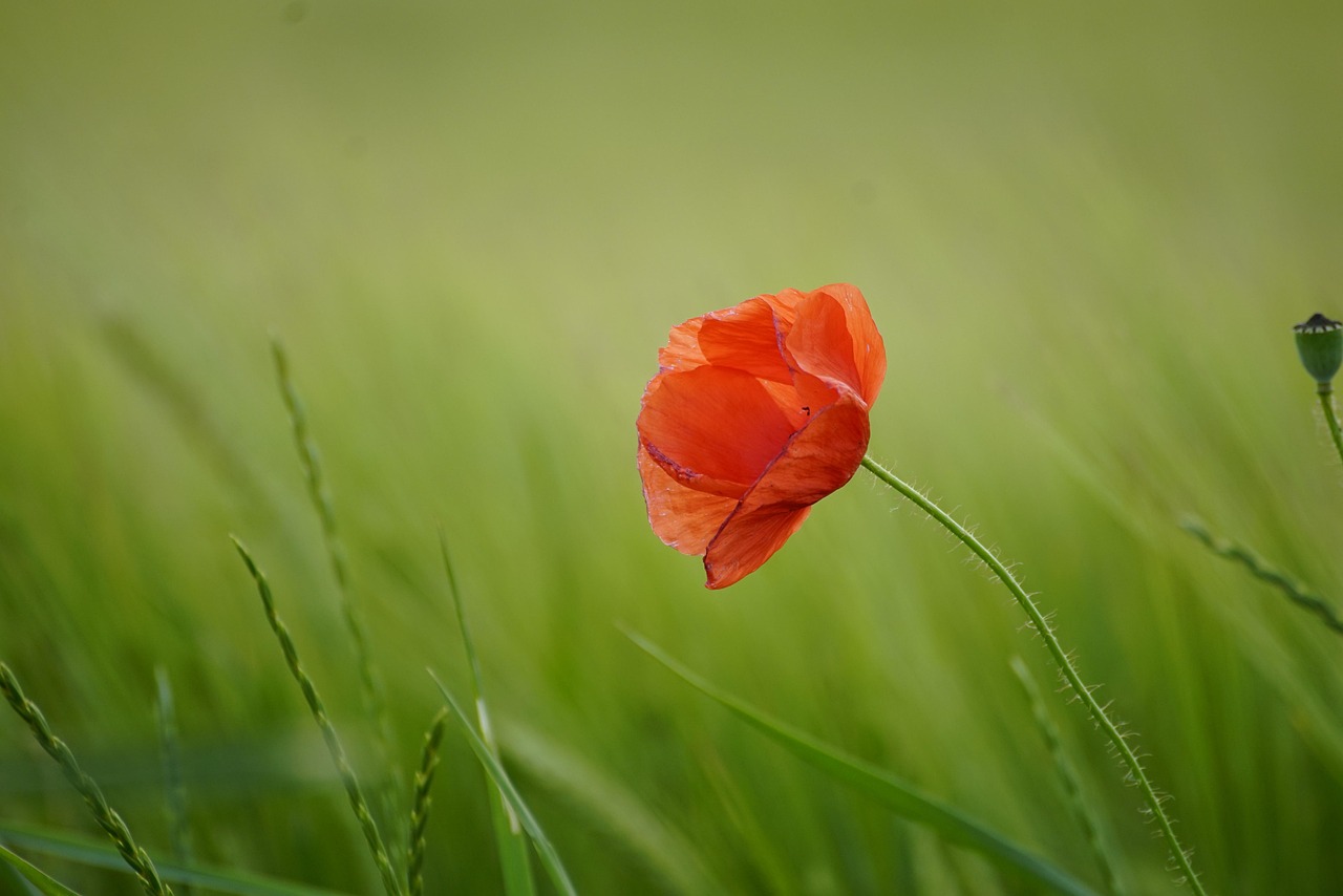 Opium Poppy Merah Bunga - Foto gratis di Pixabay - Pixabay
