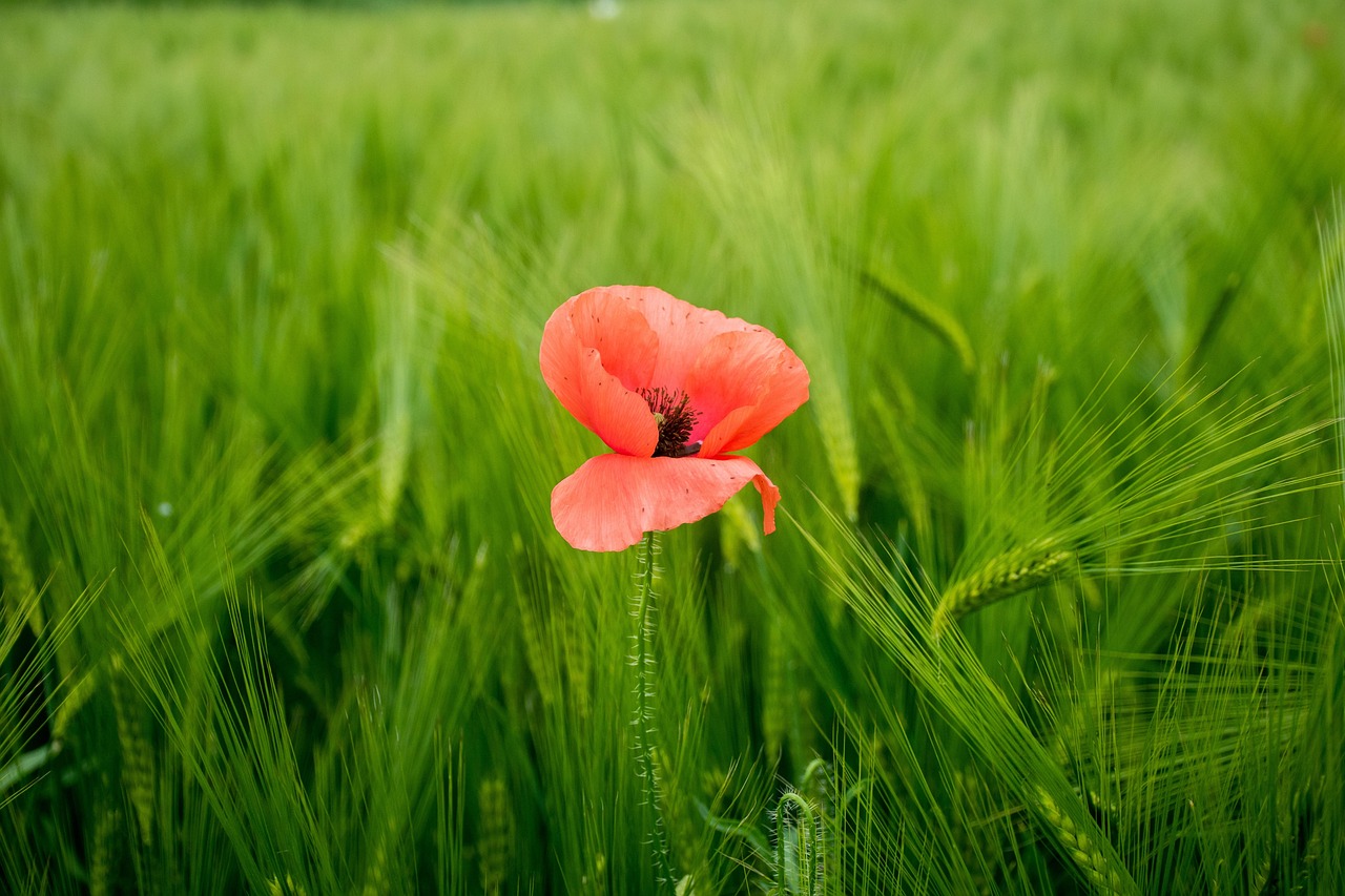Opium Bunga Poppy Merah - Foto gratis di Pixabay - Pixabay