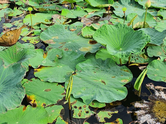 Feuille De Lotus Plantes - Photo gratuite sur Pixabay - Pixabay