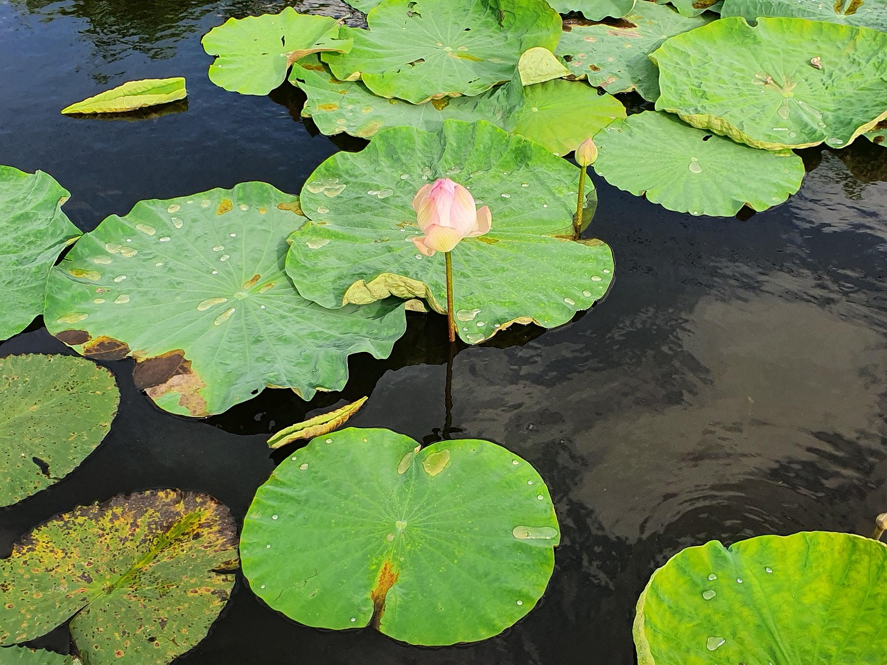 Feuille De Lotus Nénuphar - Photo gratuite sur Pixabay - Pixabay