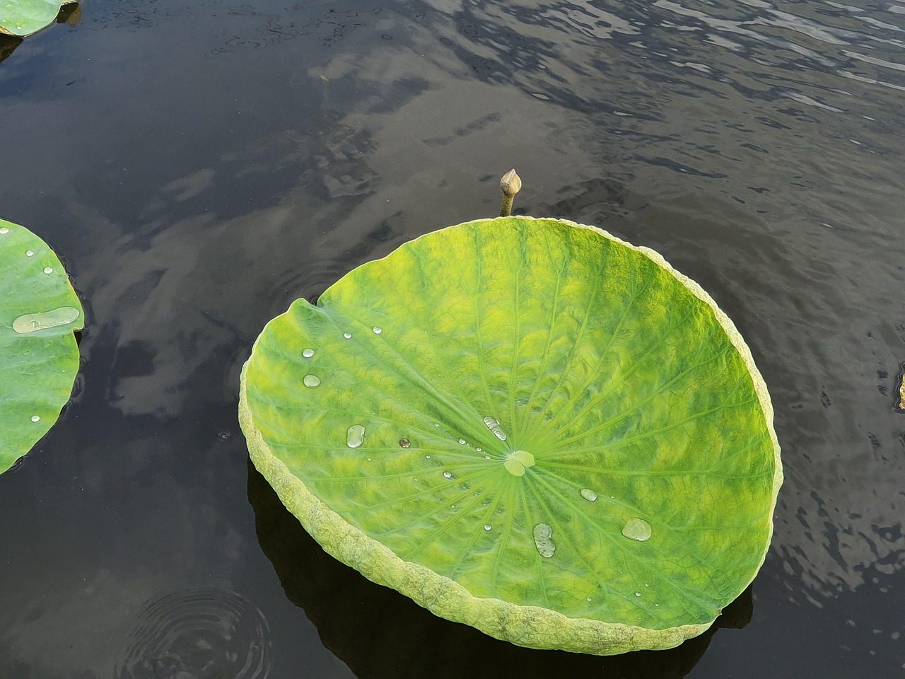 Feuille De Lotus Vert Plantes - Photo gratuite sur Pixabay - Pixabay
