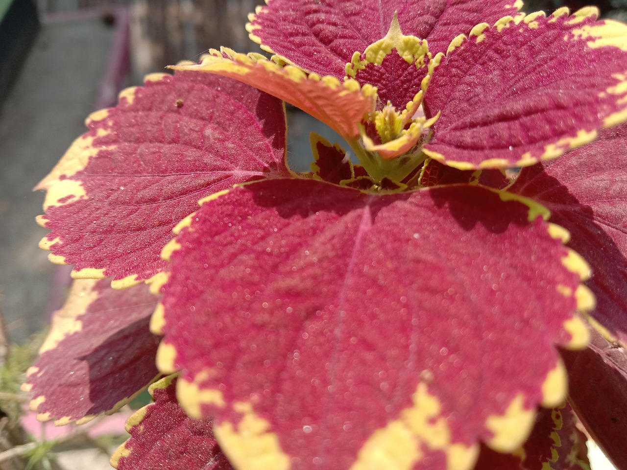 Floare Plantelor Copac - Fotografie gratuită pe Pixabay - Pixabay