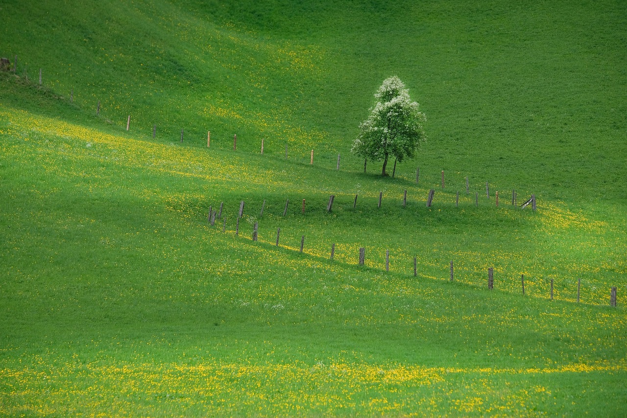 Natur Landschaft Wiese - Kostenloses Foto auf Pixabay