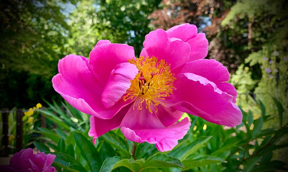 Pinke Blume Pfingstrose Rosa - Kostenloses Foto auf Pixabay - Pixabay