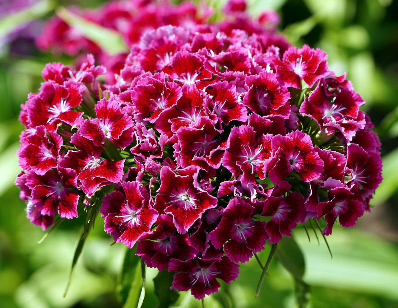 Sweet William Flower Plant - Free photo on Pixabay