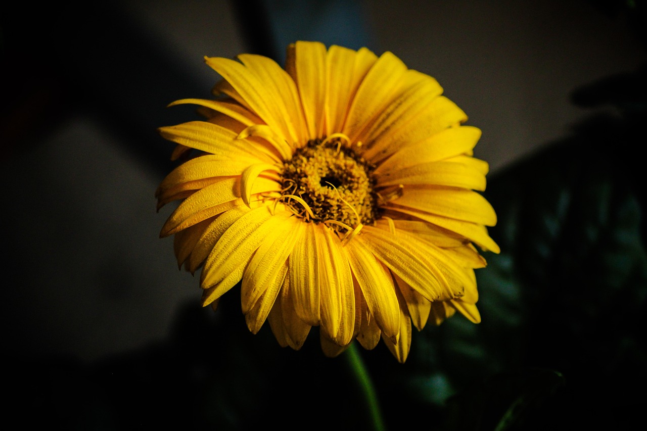 Yellow Flower Flora - Free photo on Pixabay