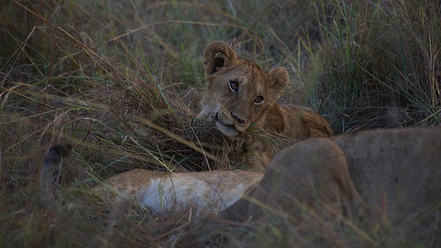 Animal Lion Mammal - Free photo on Pixabay - Pixabay