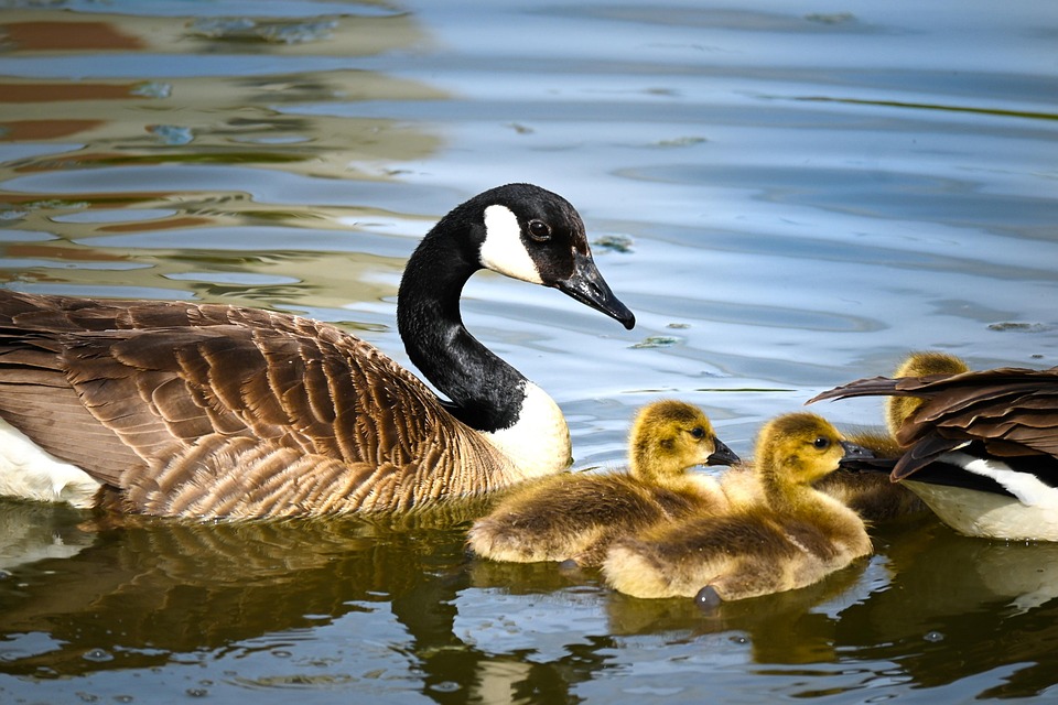 Oies Bernaches Du Canada Fleuve - Photo gratuite sur Pixabay