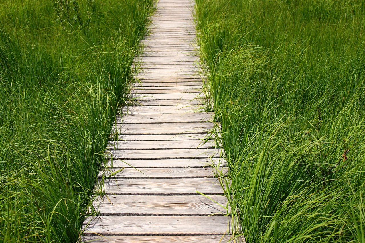 Wooden Track Nature Path - Free photo on Pixabay