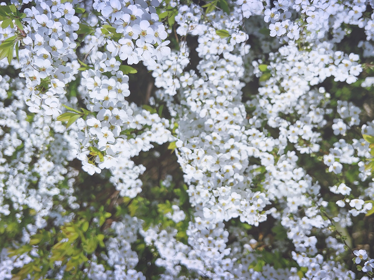 Floreciente Nupcial Corona Spirea - Foto gratis en Pixabay - Pixabay
