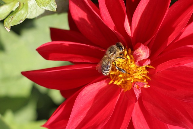 Abeja Insecto Polinizar - Foto gratis en Pixabay - Pixabay