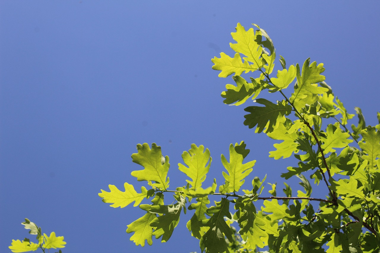 Daun Oak Langit Hijau - Foto gratis di Pixabay - Pixabay