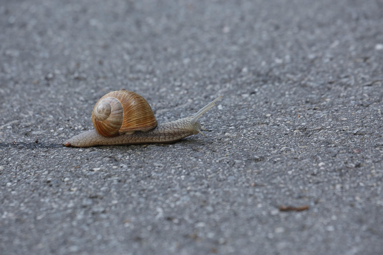 Escargot Fermer Capteur - Photo gratuite sur Pixabay - Pixabay