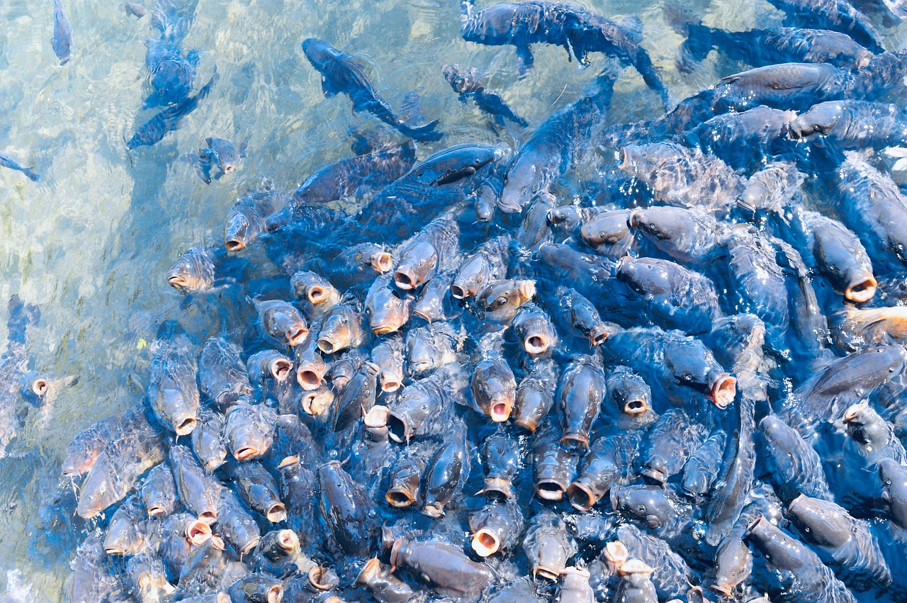 Fish Aquaculture