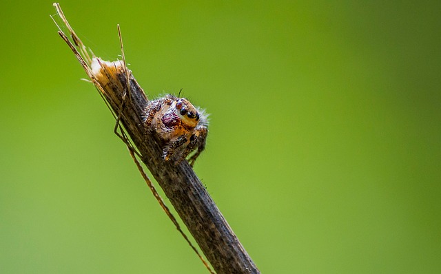 Spider Arachnid Animal Phidippus - Free photo on Pixabay