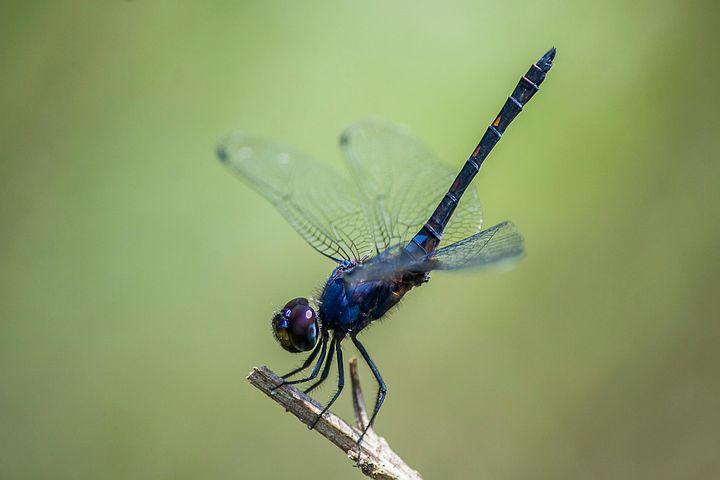 5,000+ Free Dragonflies & Dragonfly Images - Pixabay