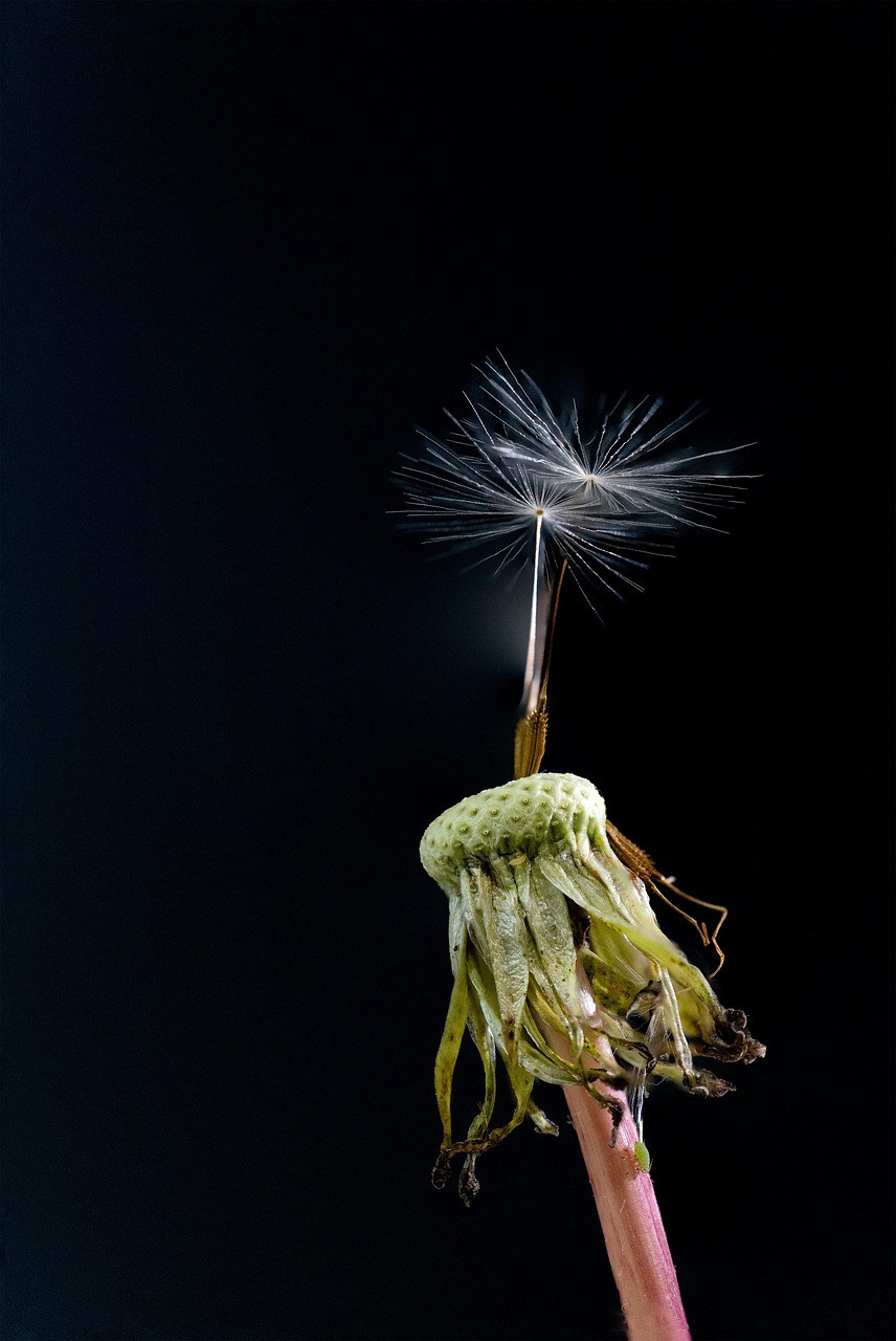 Flower Dandelion Botany - Free photo on Pixabay