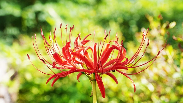 Red Spider Lily Flor Planta - Foto gratuita no Pixabay - Pixabay
