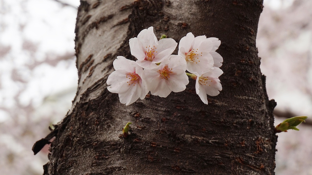 Flor De Cereza Primavera - Foto gratis en Pixabay - Pixabay