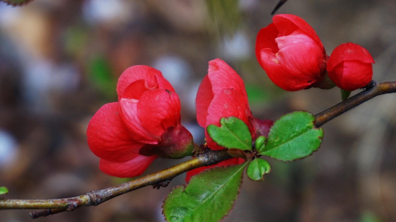 Flowers Botany Spring Republic Of - Free photo on Pixabay - Pixabay