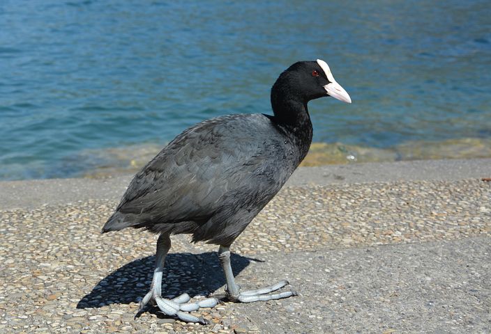 30+ Free Common Moorhen & Bird Images - Pixabay