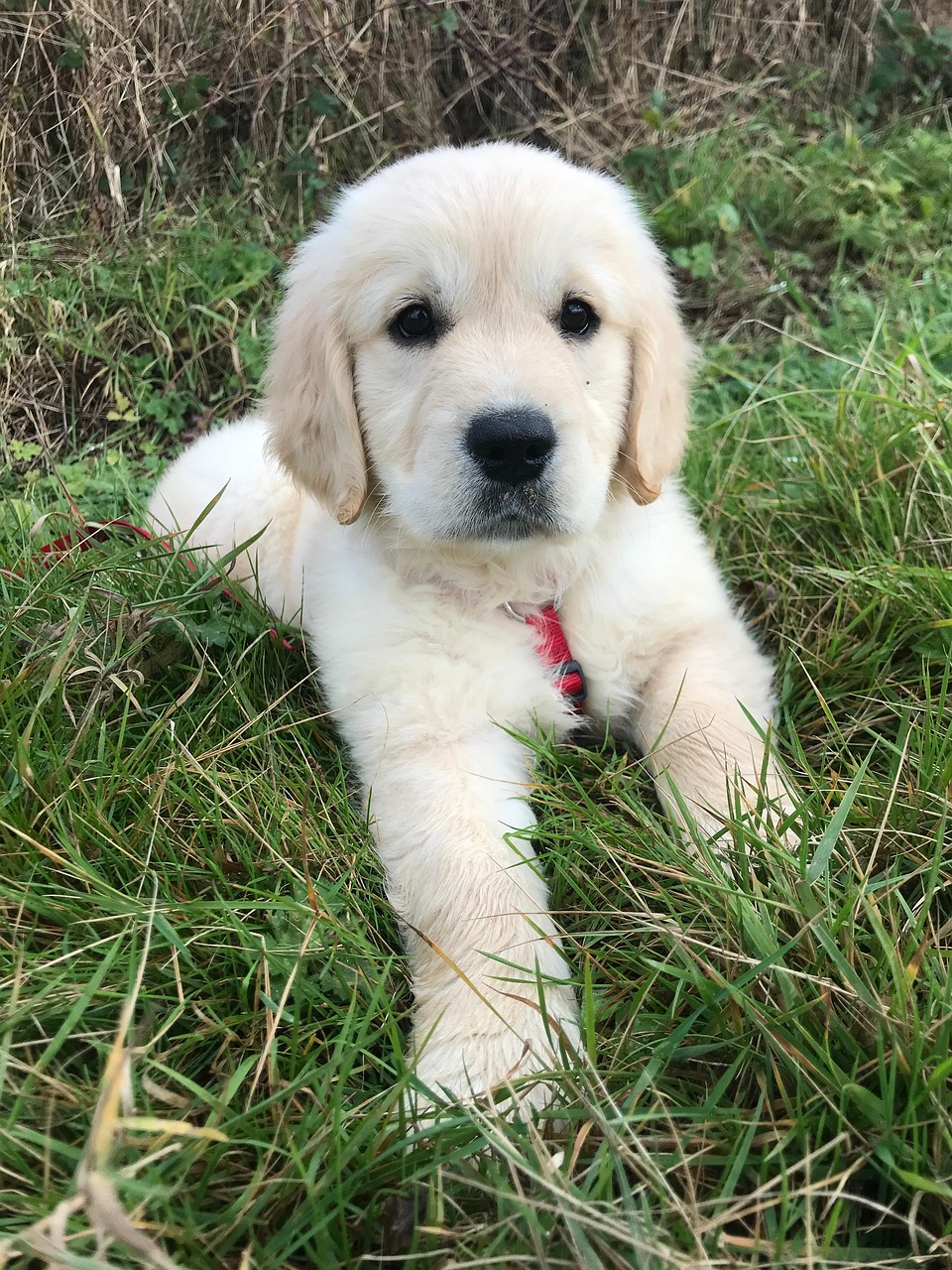 Animal Dog Breed - Free photo on Pixabay - Pixabay