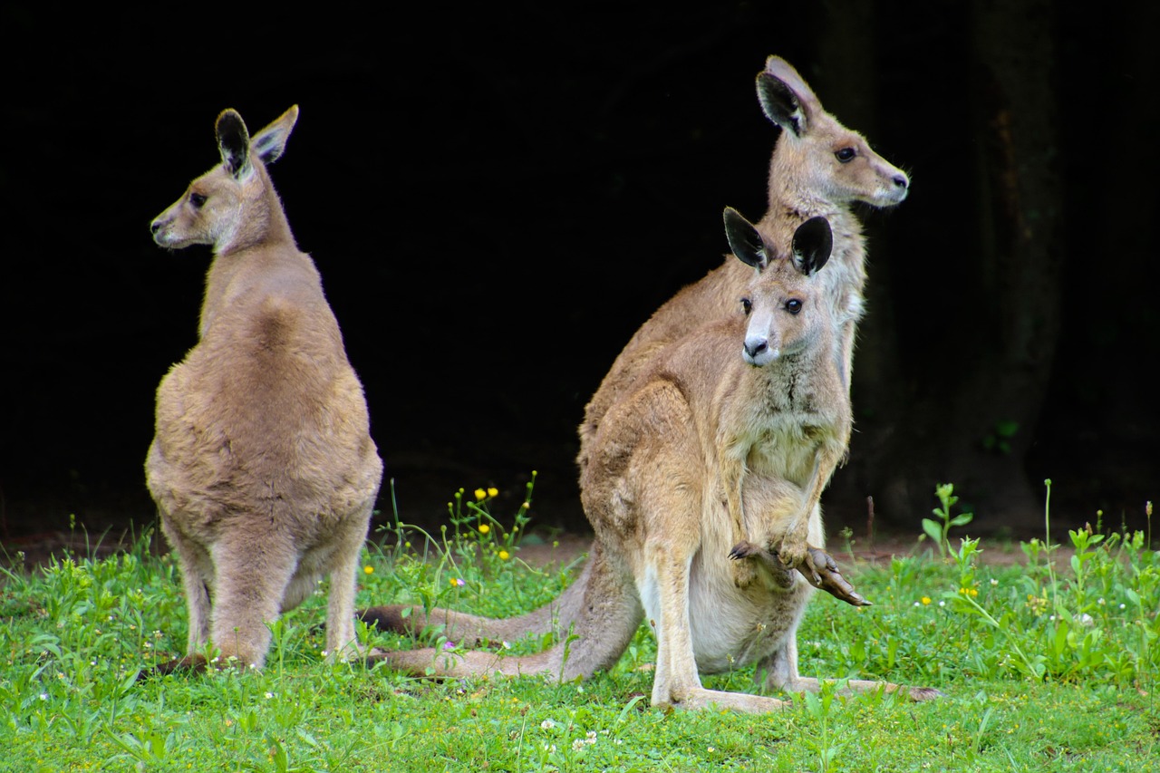 Plus de 900 images de Kangourou et de Nature - Pixabay