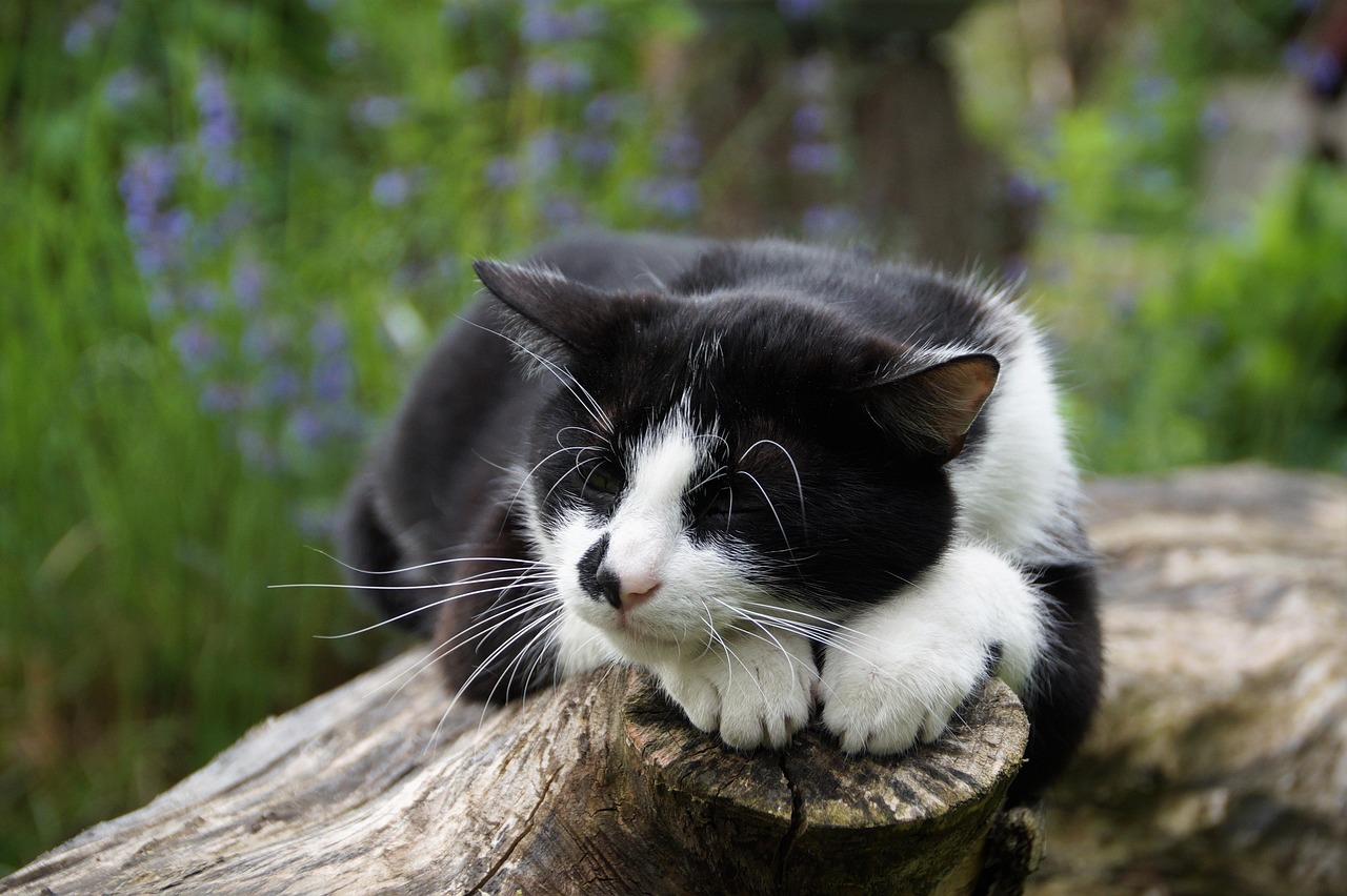 Gato Felino Animal - Foto gratis en Pixabay - Pixabay