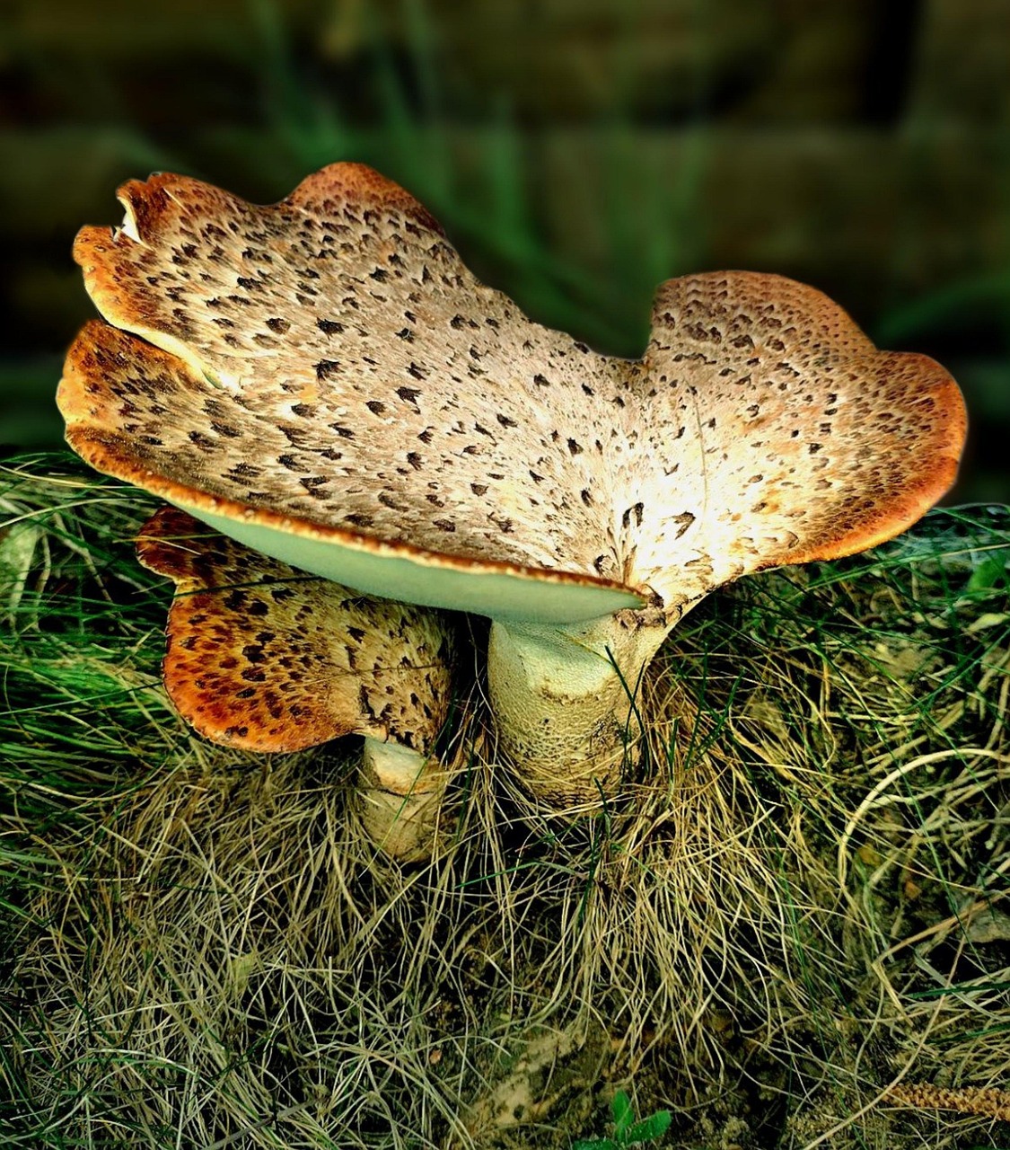 Porling Écailleux Champignon - Photo gratuite sur Pixabay - Pixabay